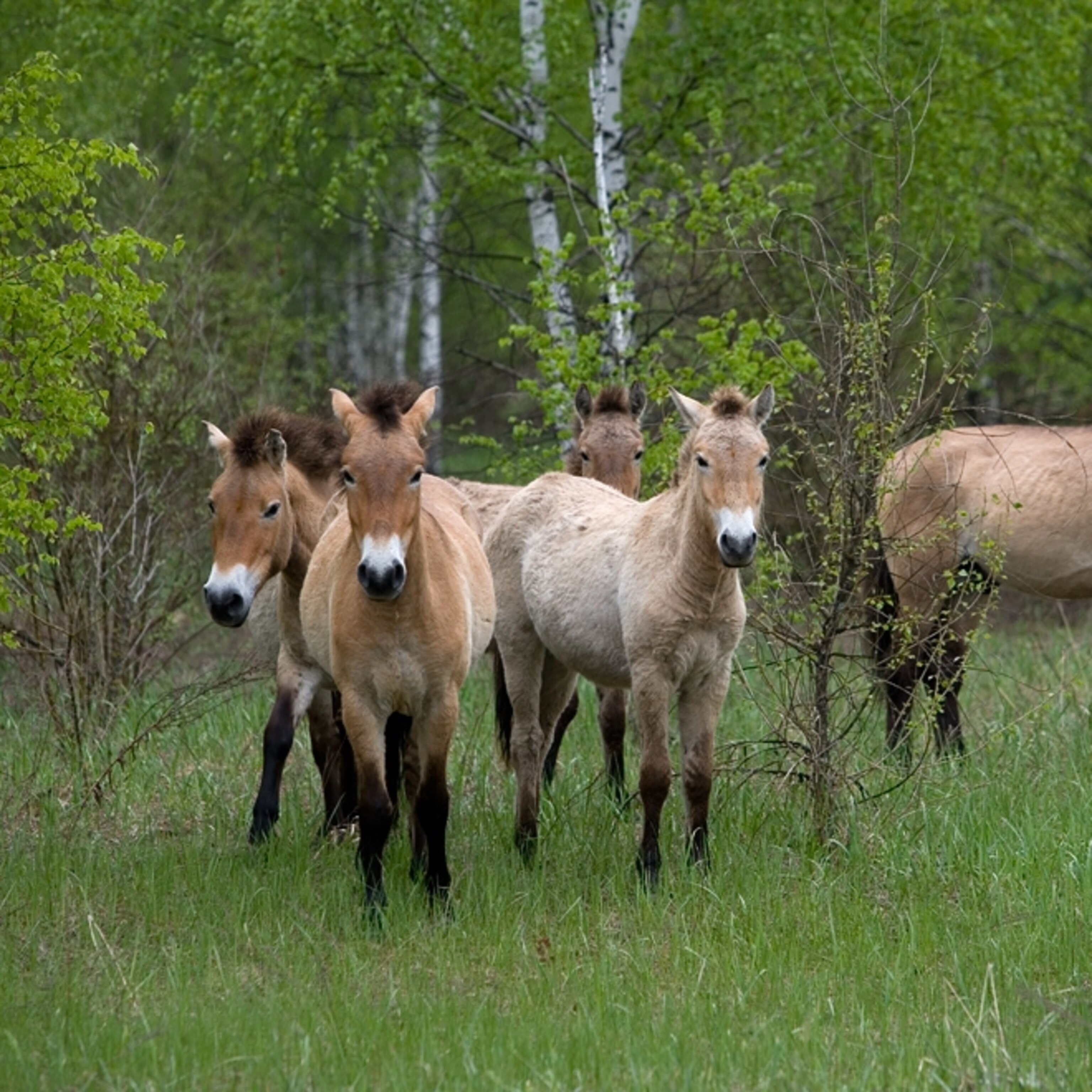 Children Of Chernobyl National Geographic