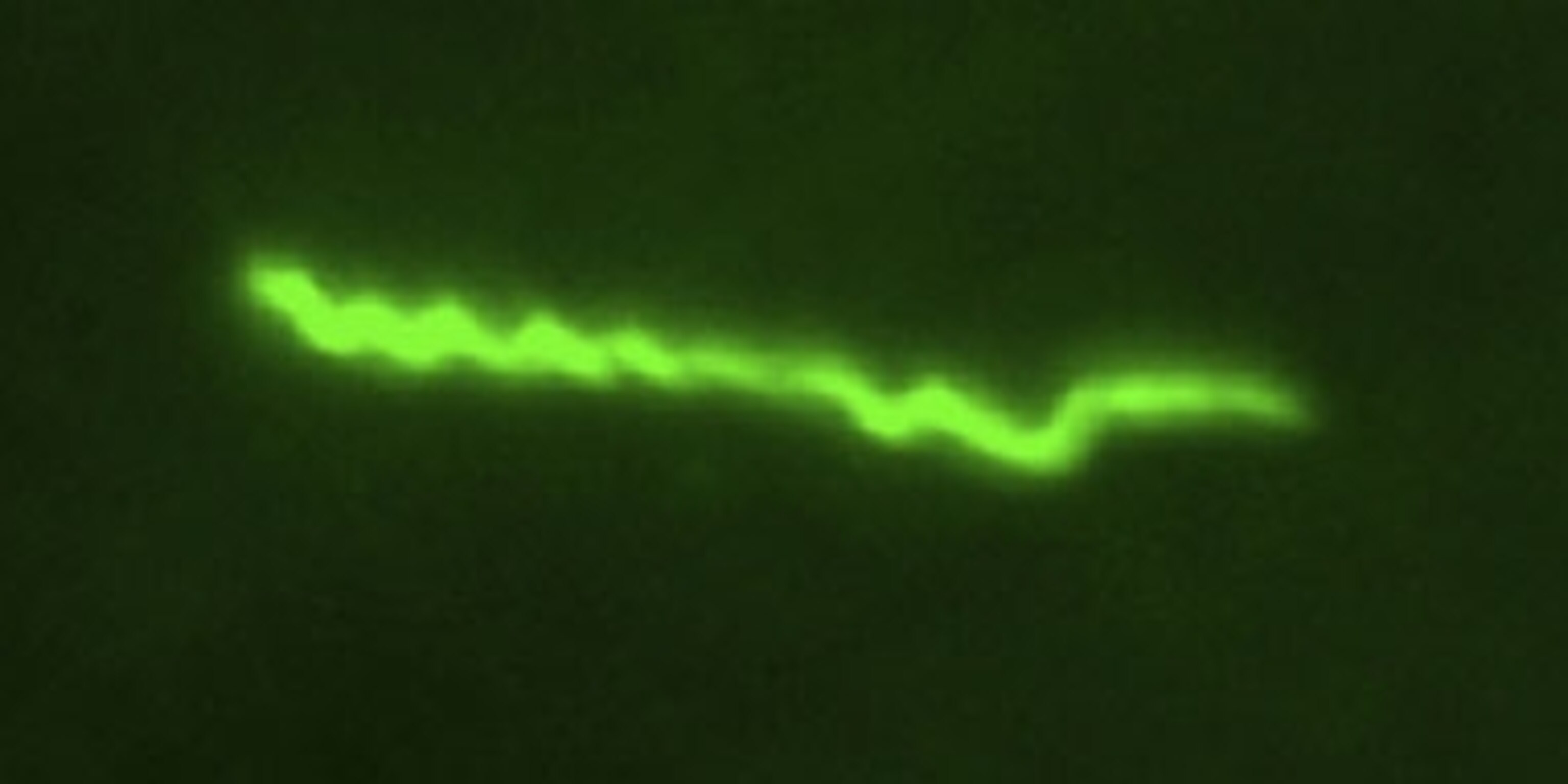 Friendly bacteria protect flies from sterilising worms