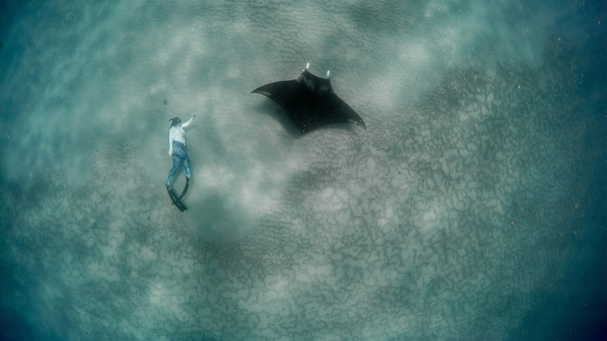Big manta rays found 'right under our nose' off Florida beaches ...