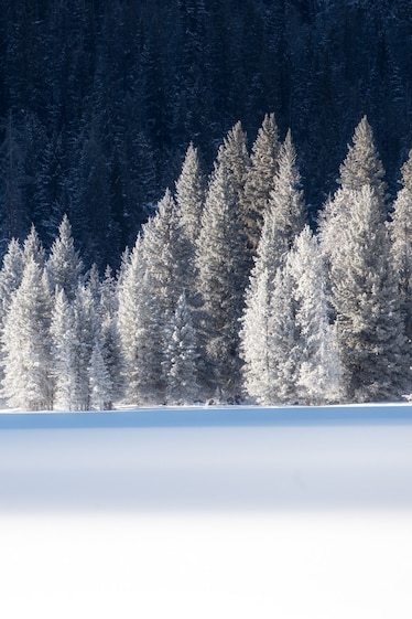 How the nation chooses its best and brightest Christmas trees
