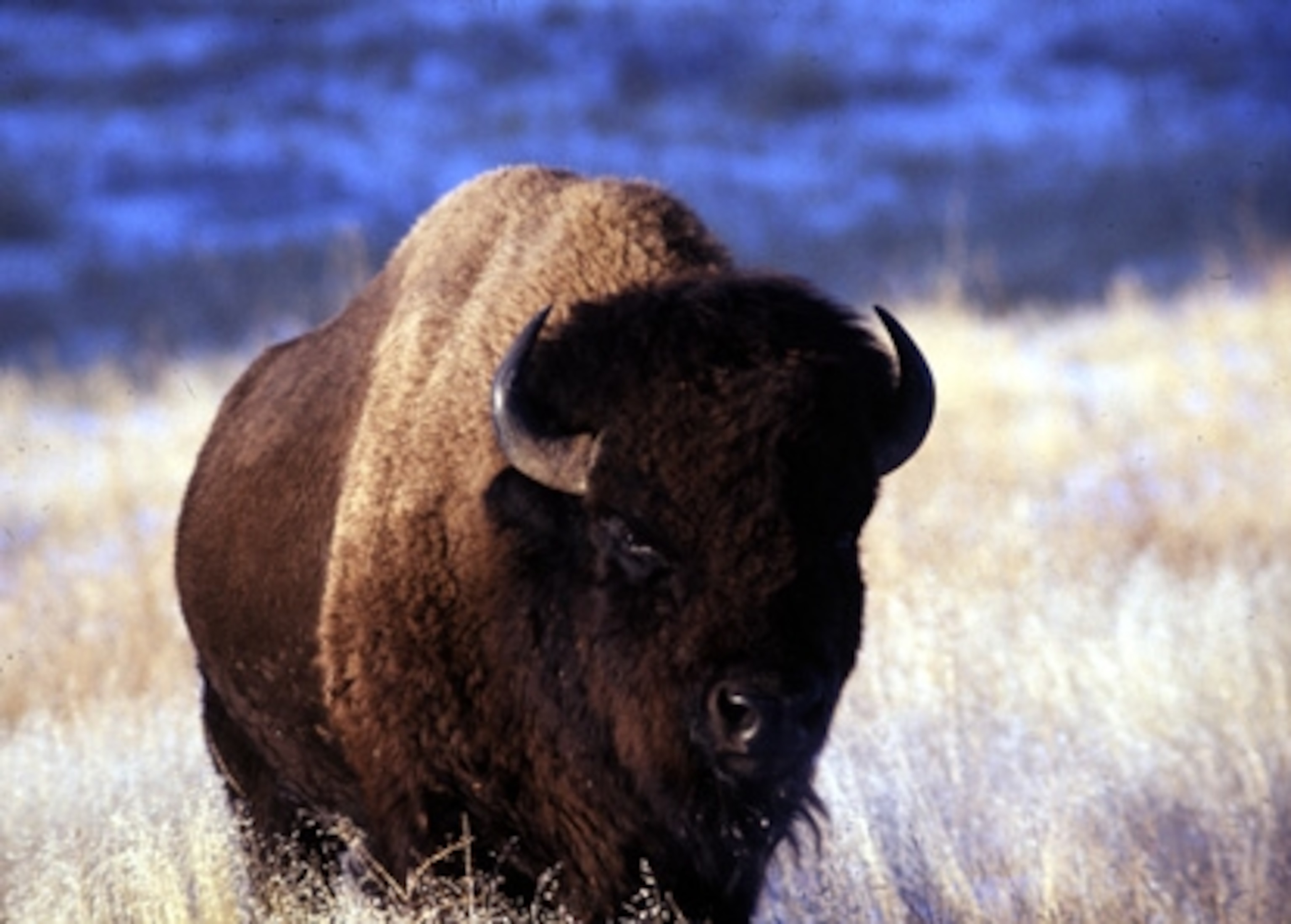 Where the Buffalo Roam | National Geographic