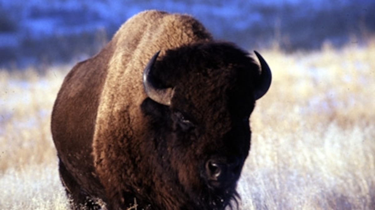 Where the Buffalo Roam | National Geographic