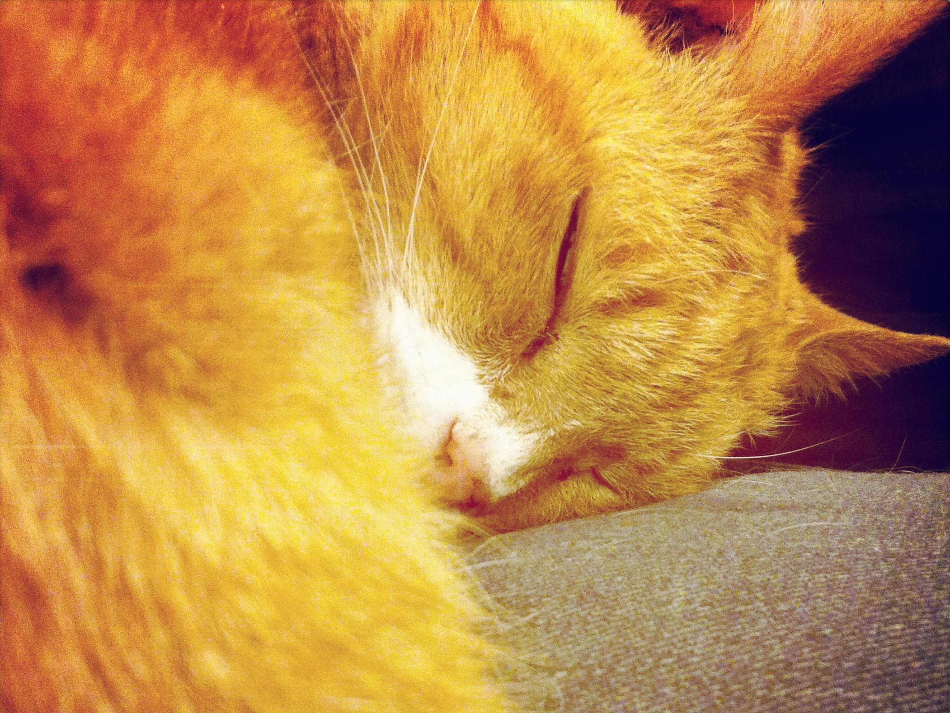 My Pet's Demise: A Flood of Sympathy—And Criticism | National Geographic