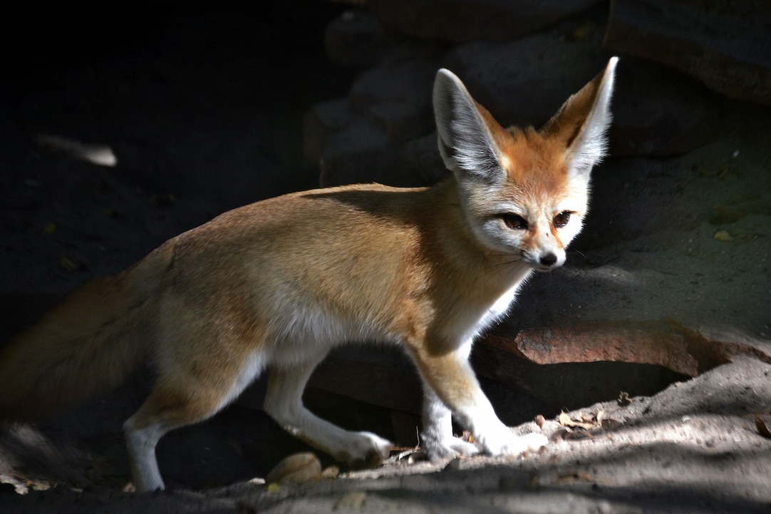 Desert Fennec Fox Hunting 10 Fascinating Facts About Fennec Foxes