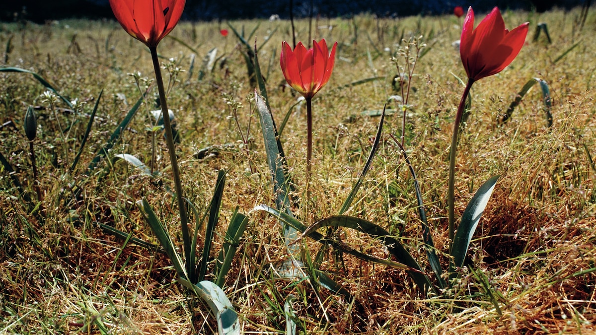 There Is Such a Thing as Plant Intelligence | National Geographic