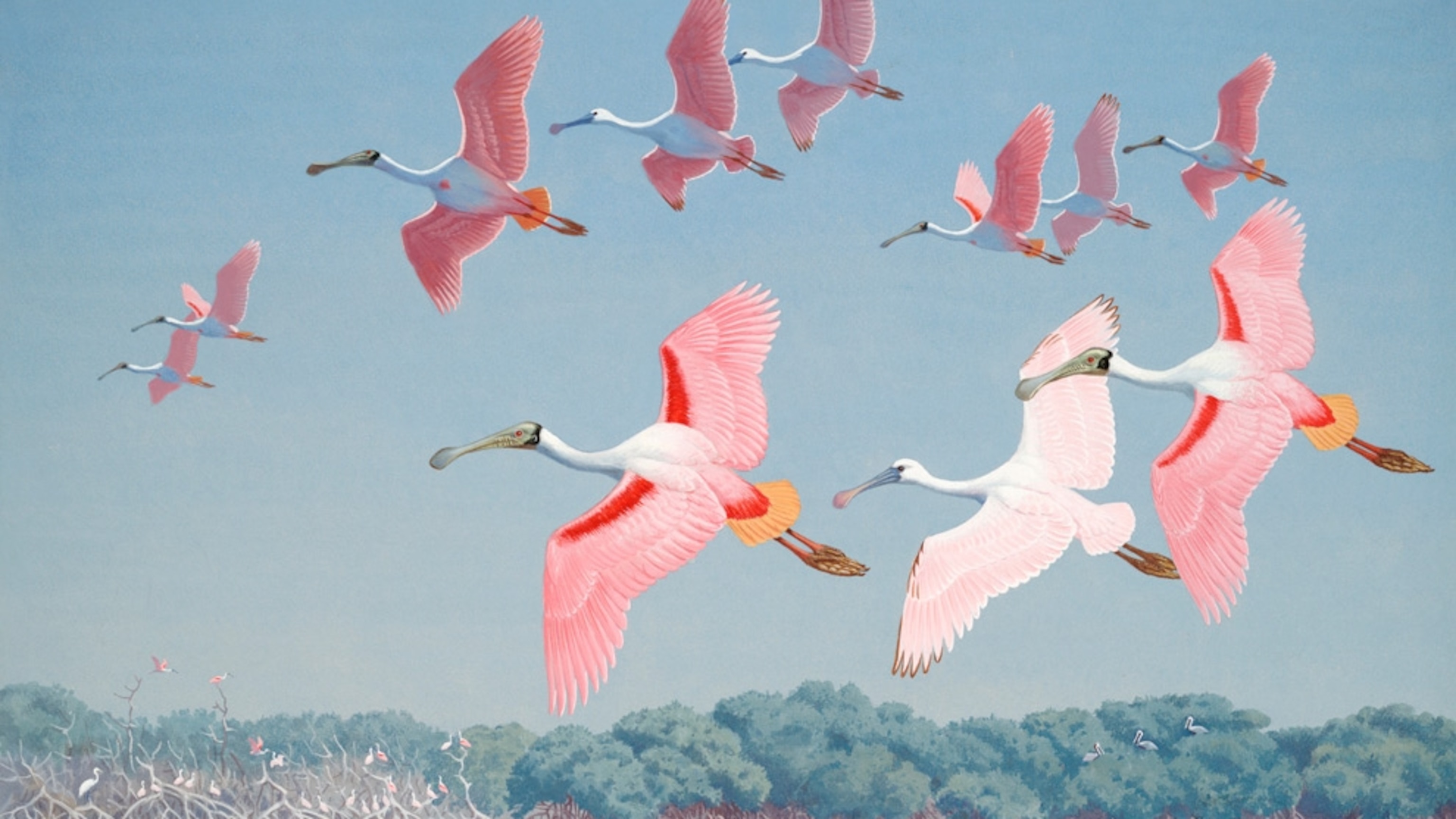 Bird Illustrations by Walter Weber -- National Geographic