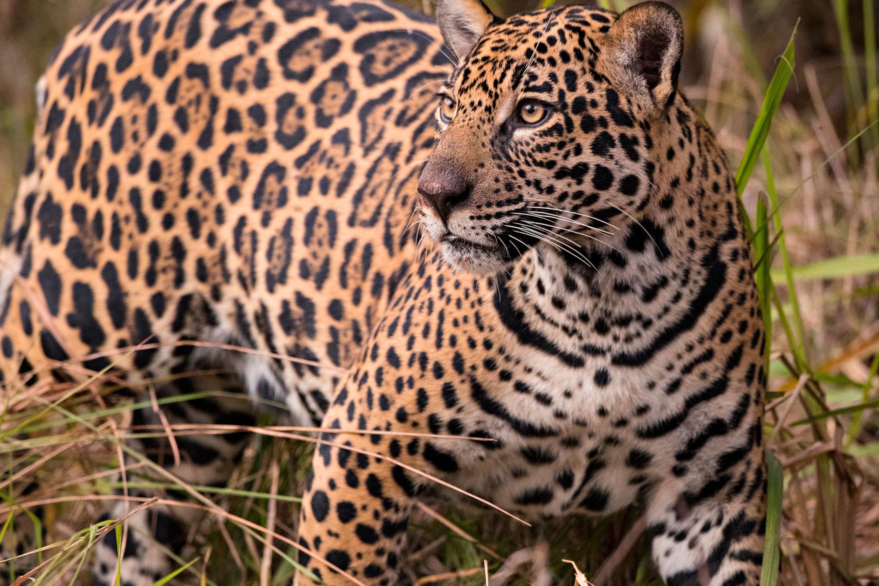 Alan Rabinowitz, Wild Cat Biologist and Champion, Dies At 64