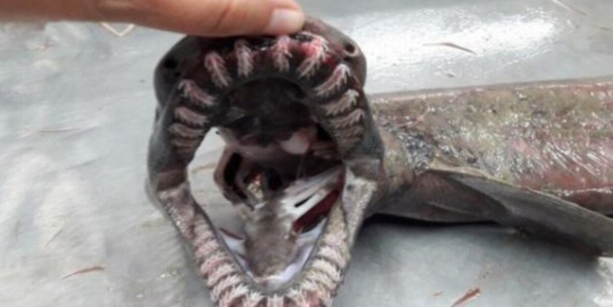 'Prehistoric' Frilled Shark Caught in Portugal