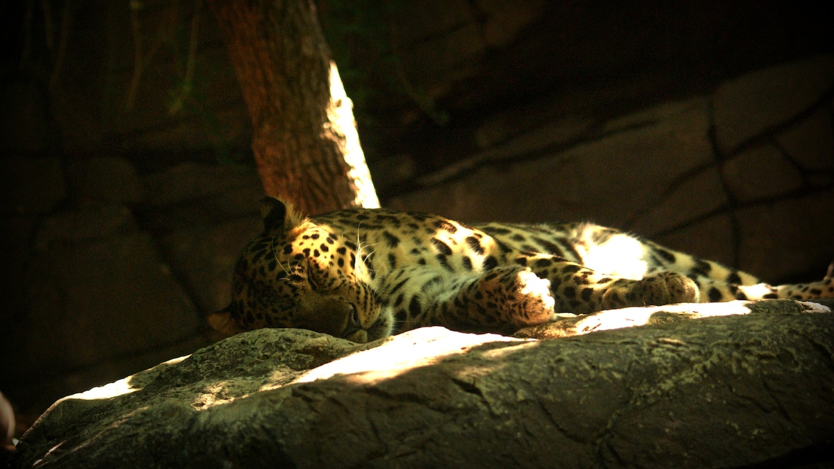 How Leopards Helped Make the Fossil Record