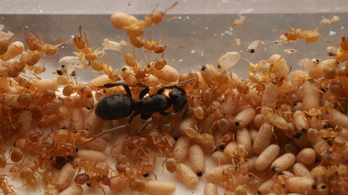 Watch an invading queen ant trick workers into killing their mother ...
