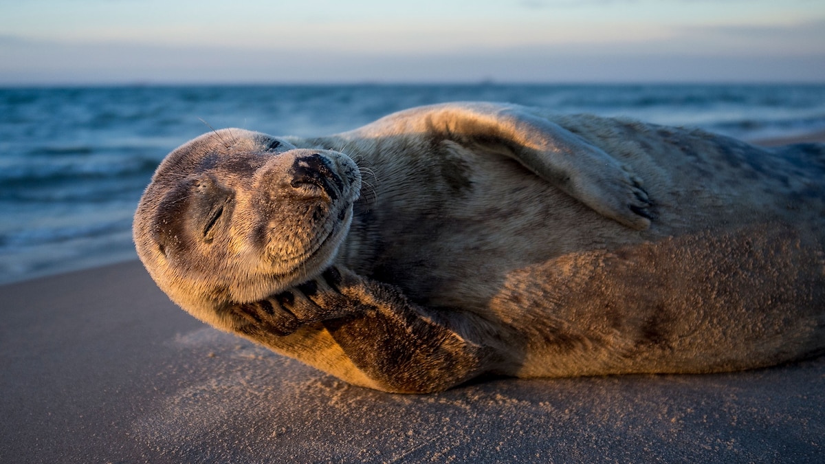 Nature Photographer of the Year: 44 Breathtaking Photos of Wild Animals ...