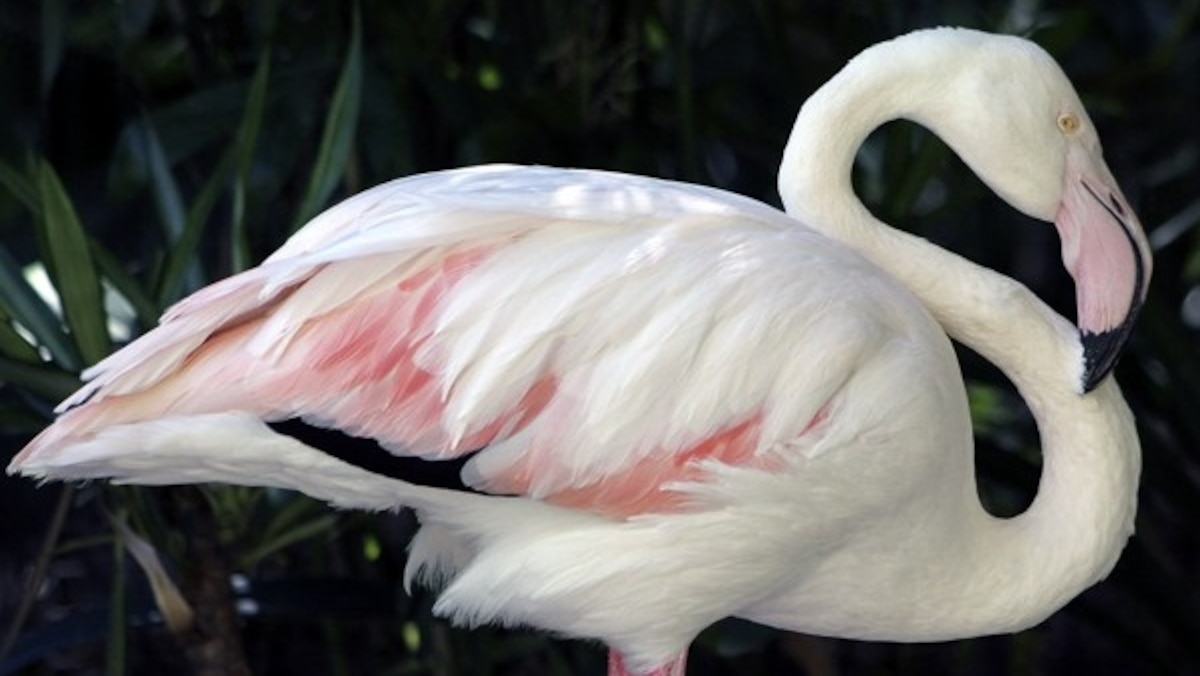 6 of the World’s Longest-Lived Animals | National Geographic