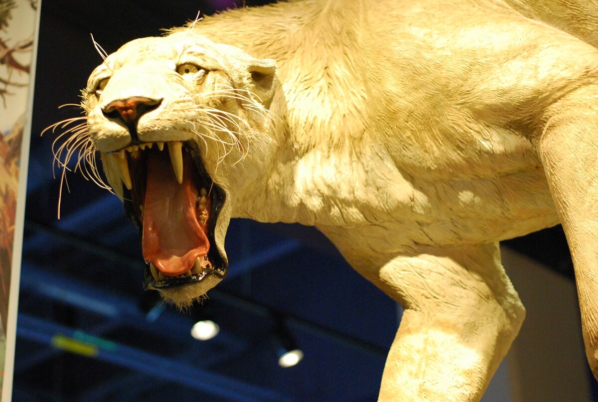 Genetic Clues from Sabercat Bones