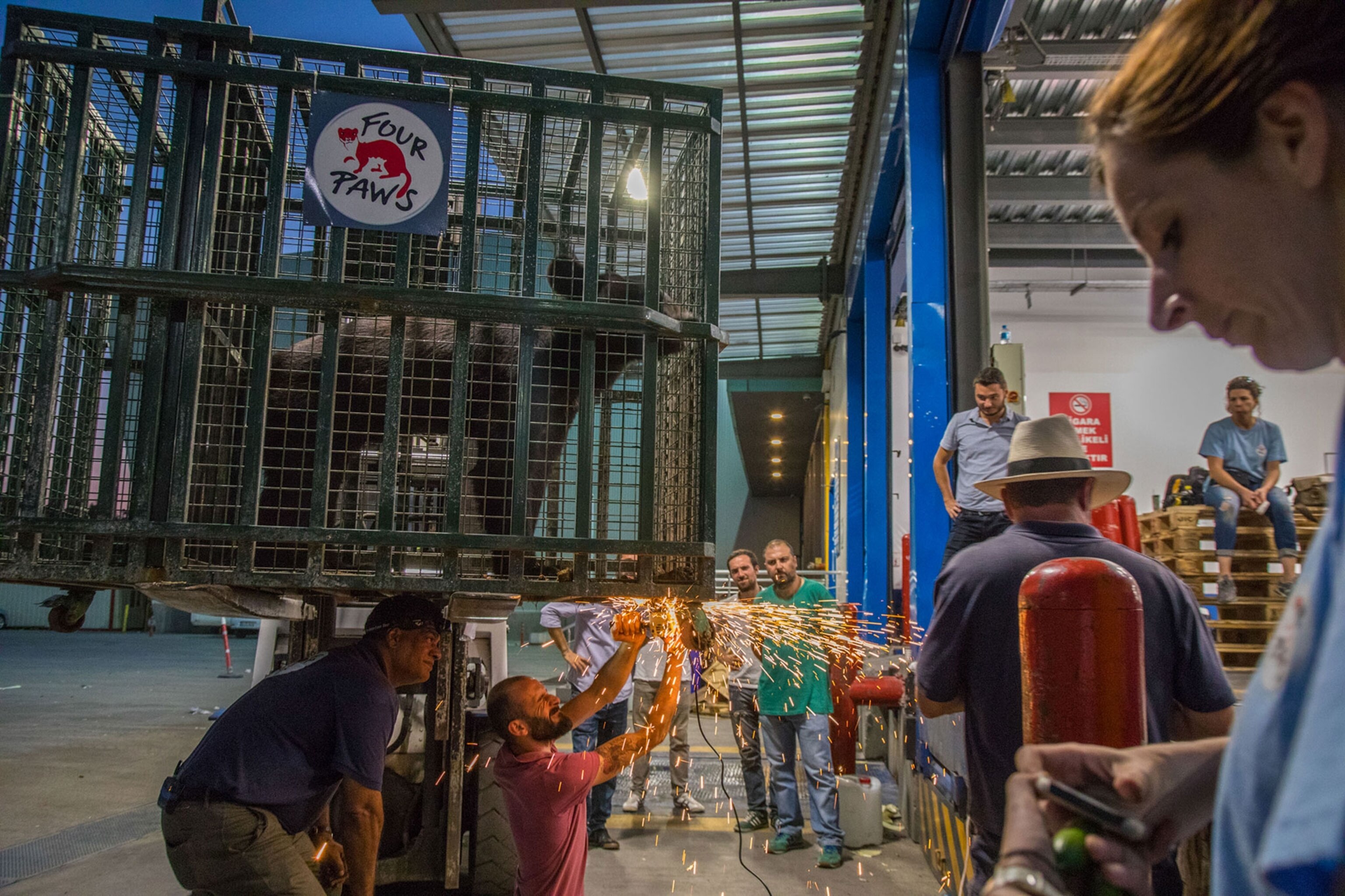 How Syrian Zoo Animals Were Rescued from War-Ravaged Aleppo