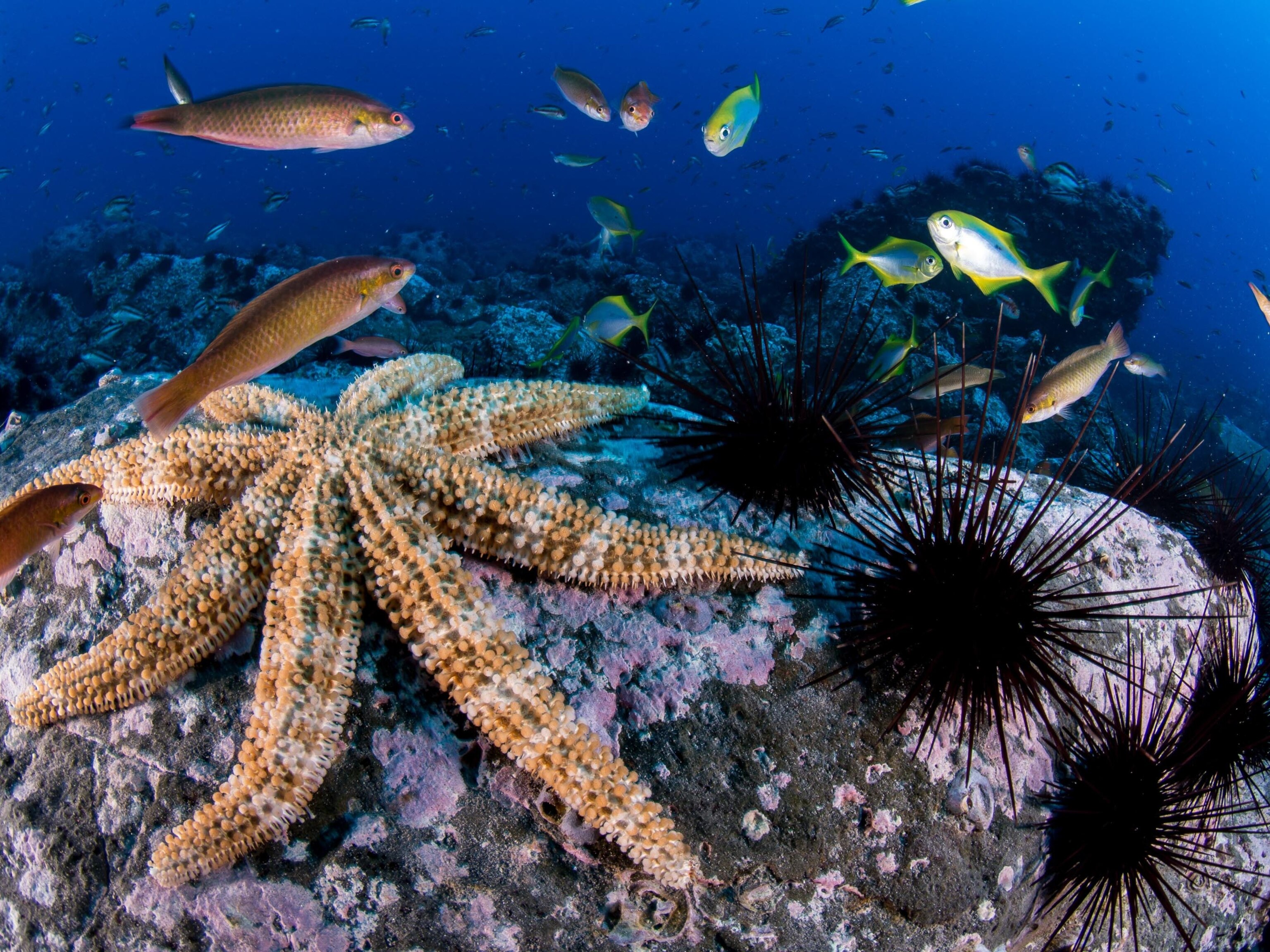 Neritic Zone Coral Reefs