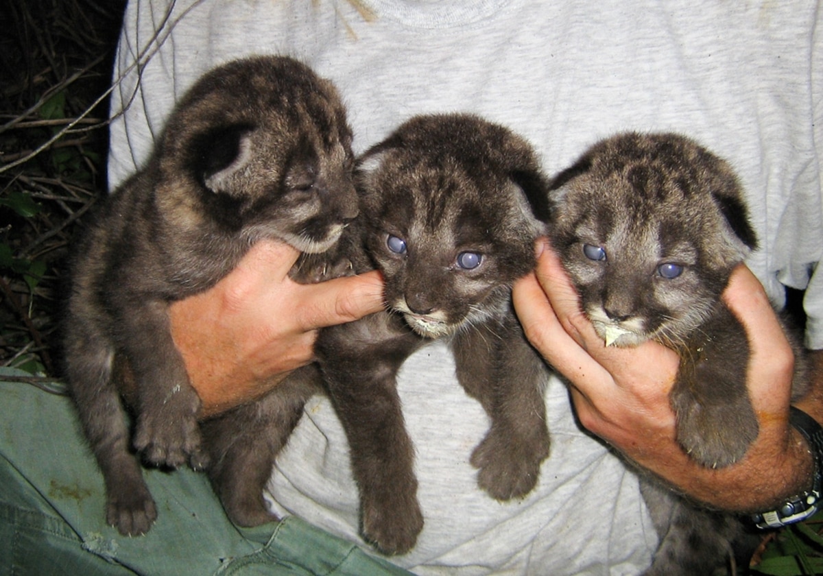Hybrid Panthers Helping Rare Cat Rebound in Florida