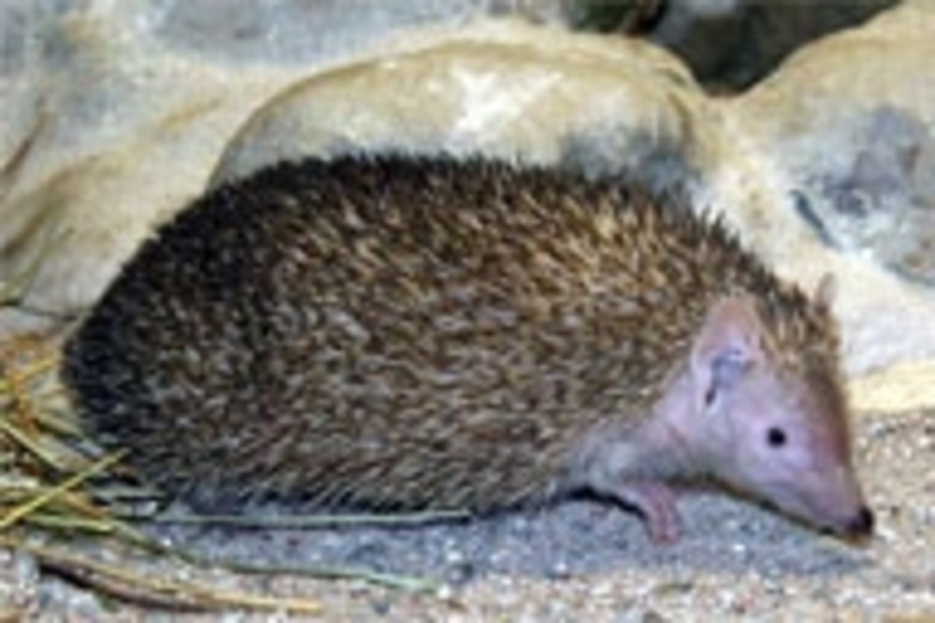 Elephants and humans evolved similar solutions to problems of gas ...