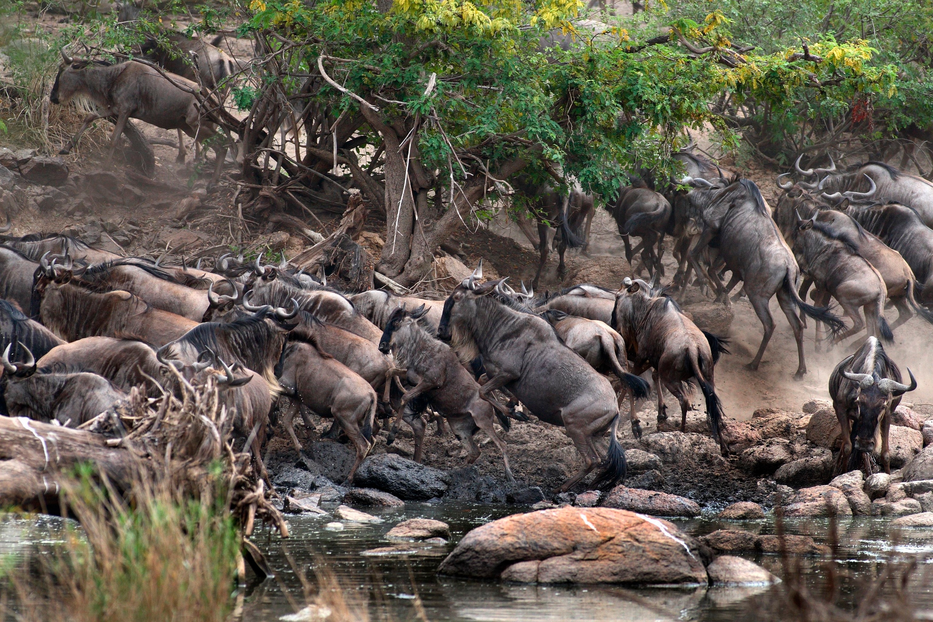 African Wildebeest Herd