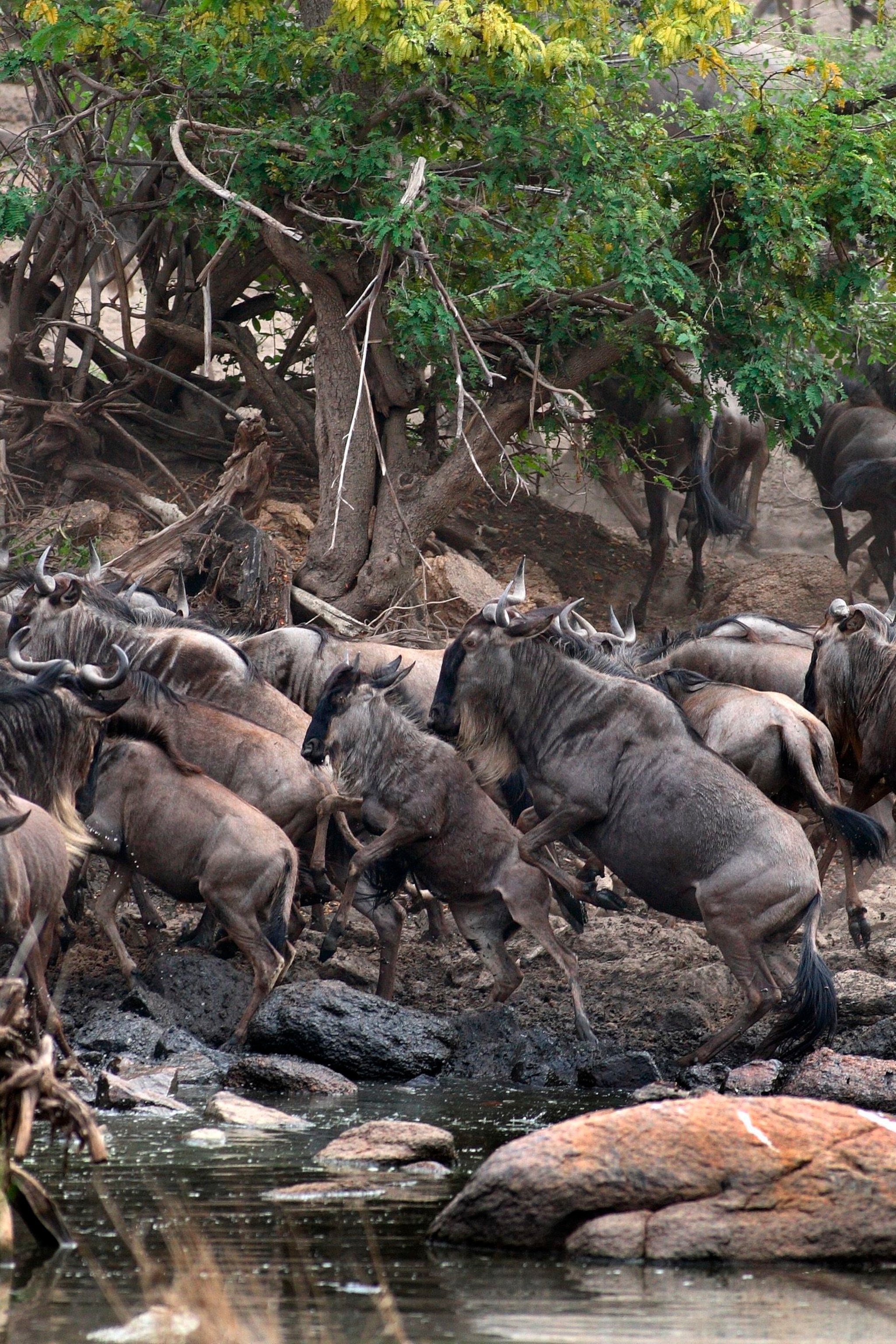 Wildebeest Zebra Stampede