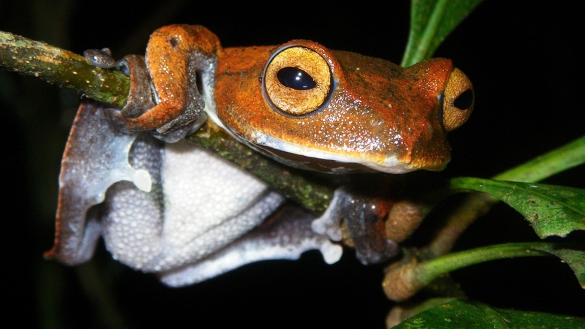 "Vampire Flying Frog" Found; Tadpoles Have Black Fangs | National ...