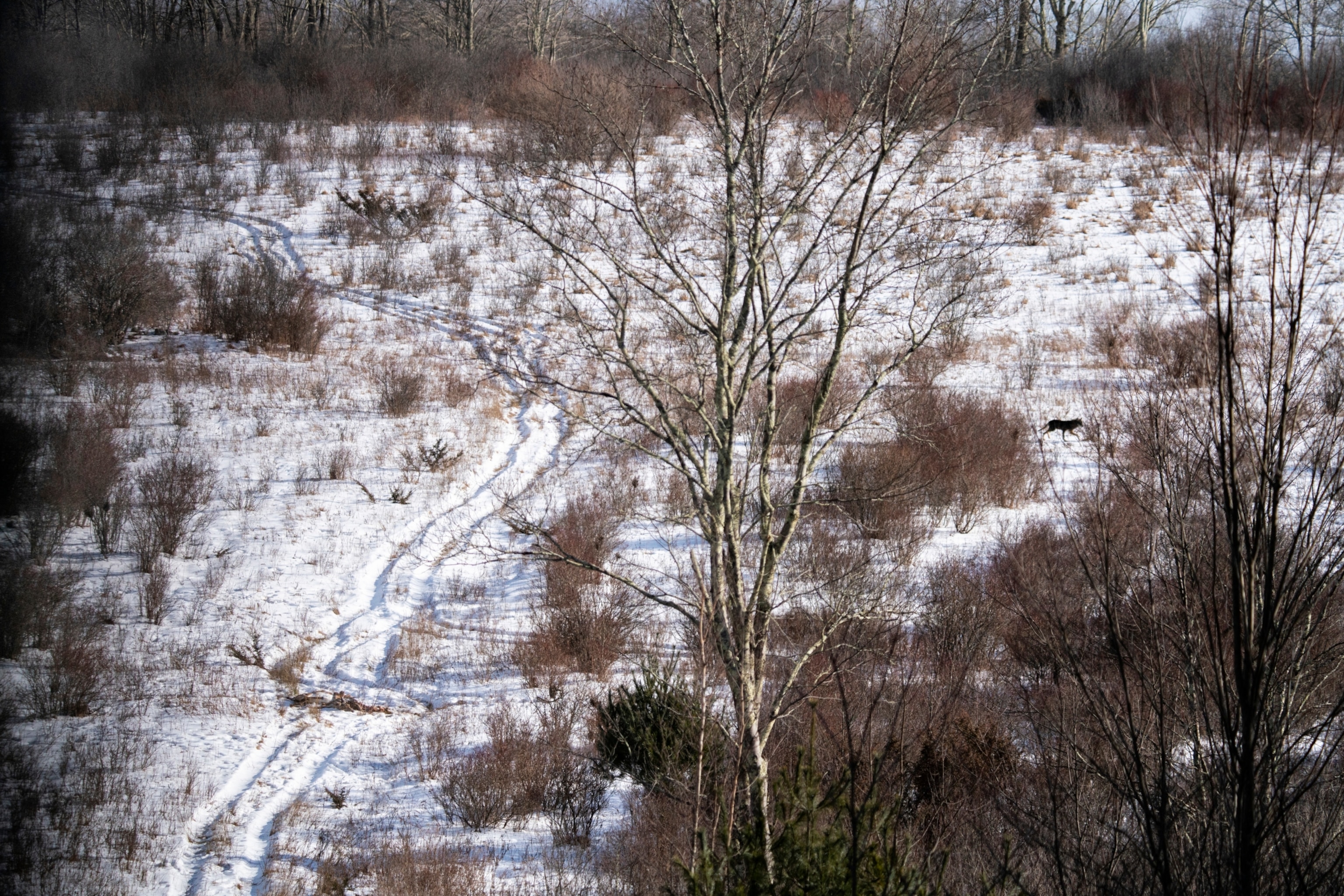 How killing wildlife in the United States became a game