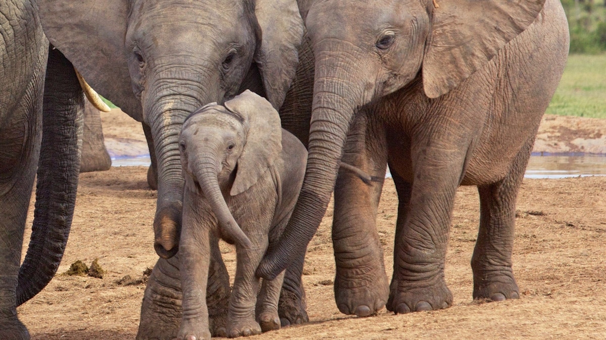 5 ways animals can boost kindness in kids | National Geographic