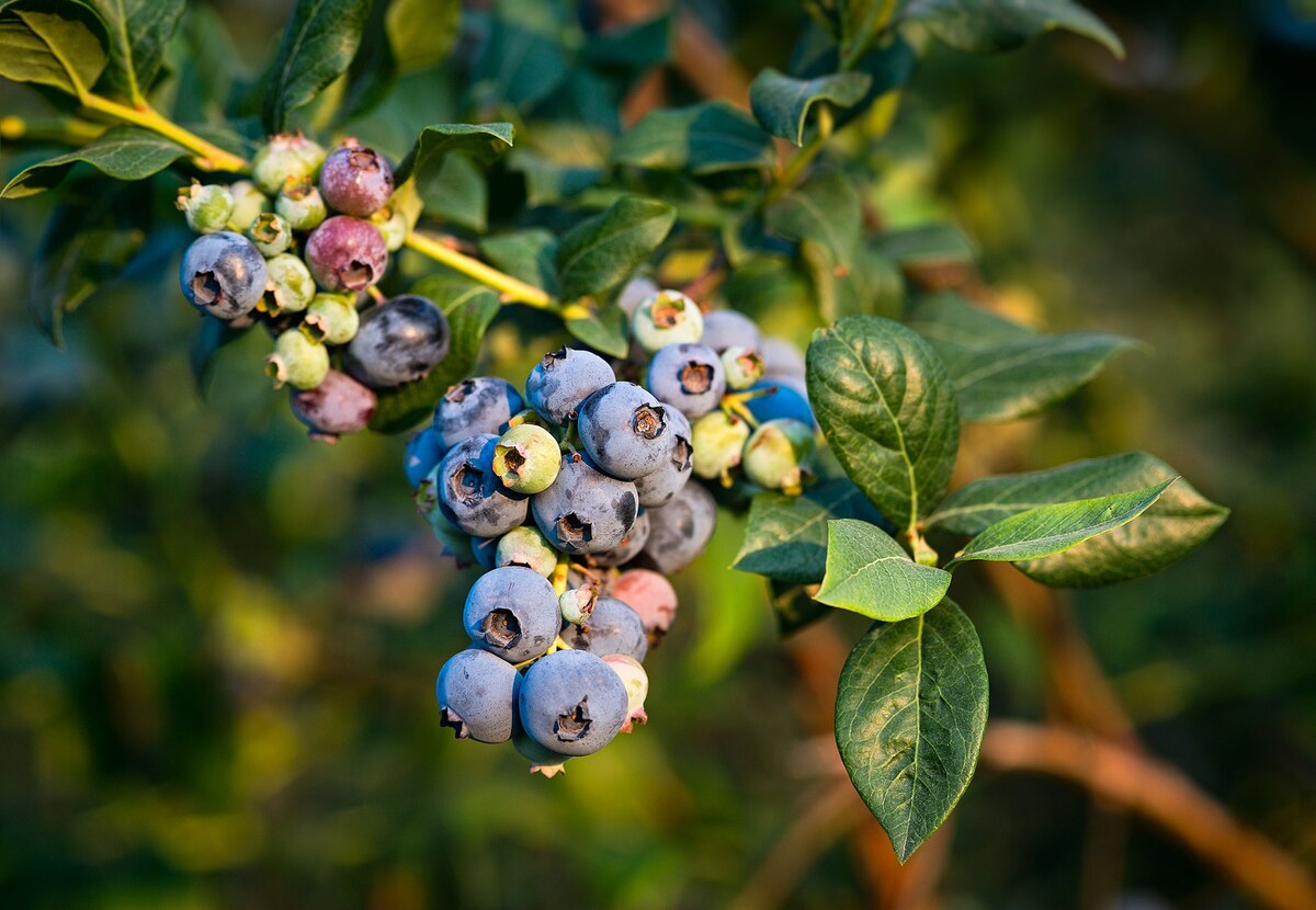 From Wild to Tame, the Blueberry Business Is Booming