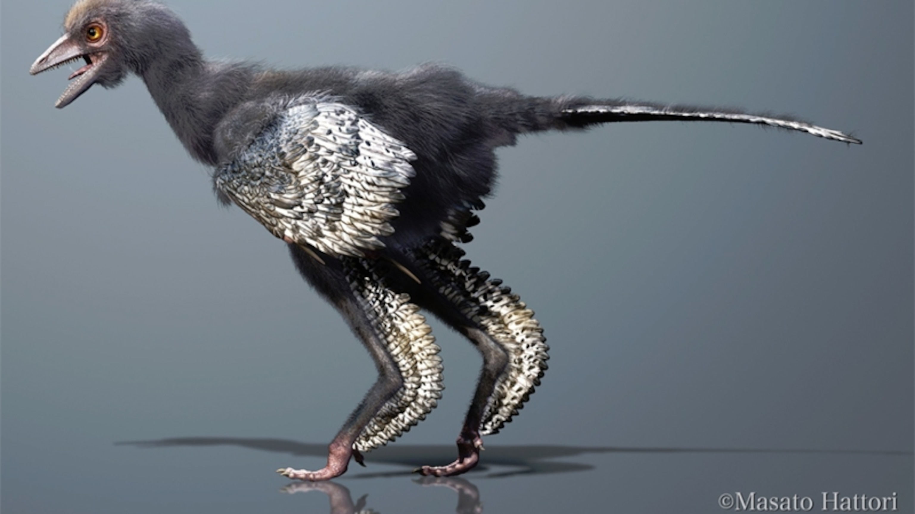 The Changing Science of Just-About-Birds and Not-Quite-Birds