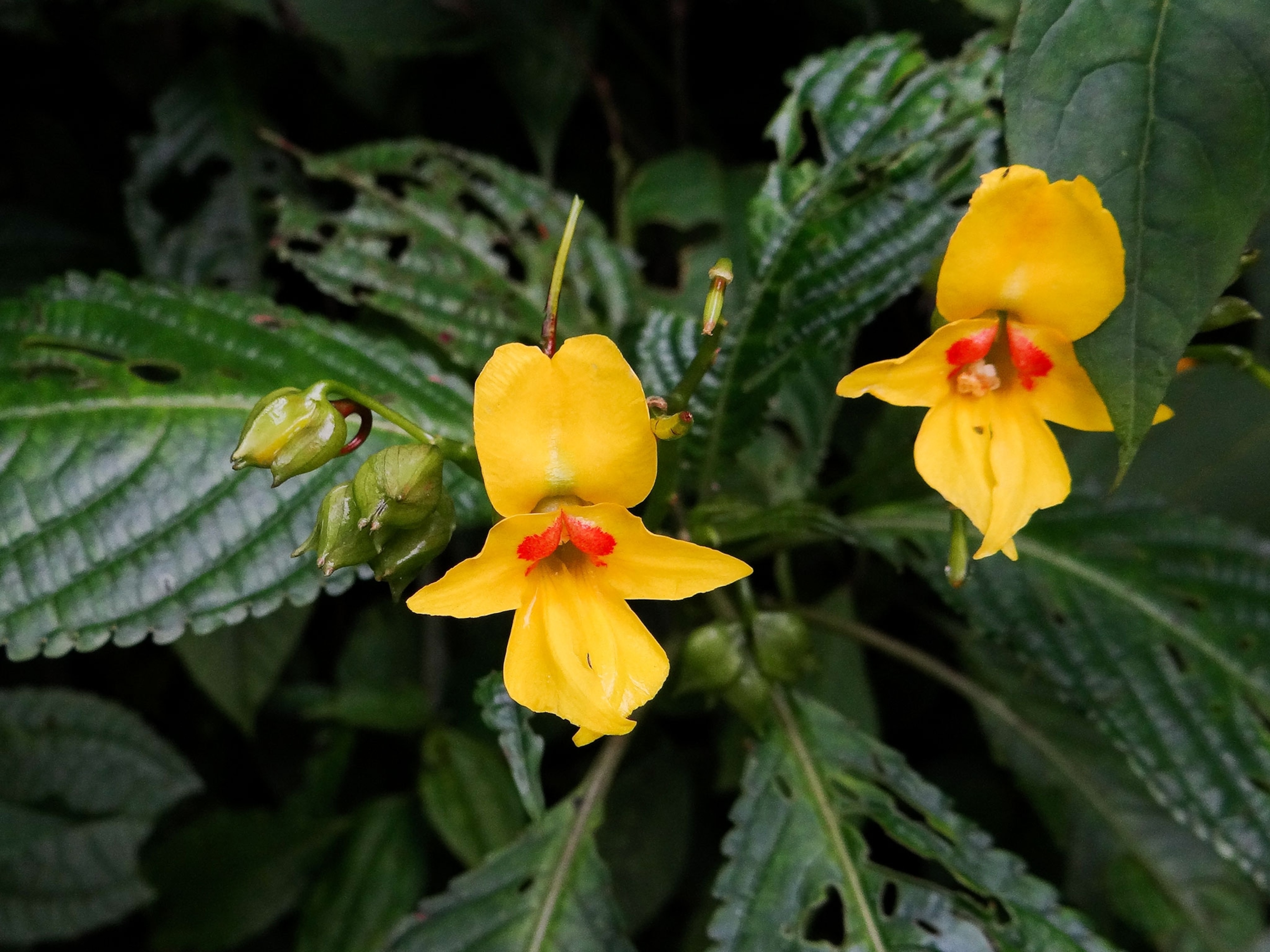 Noseless Monkey, Blue-Eyed Frog Among 200 New Himalaya Discoveries