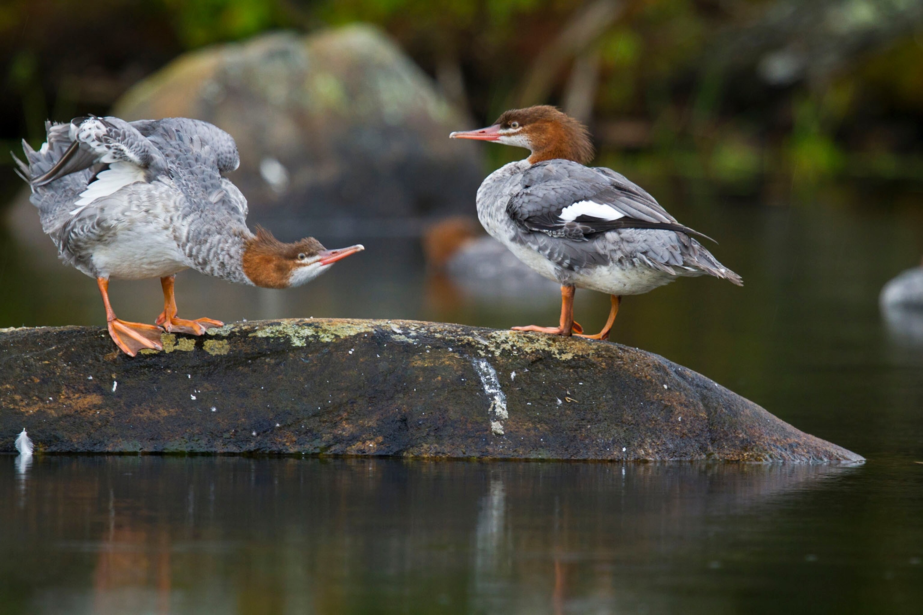 Why Did Birds Survive the Dinosaur Mass Extinction?