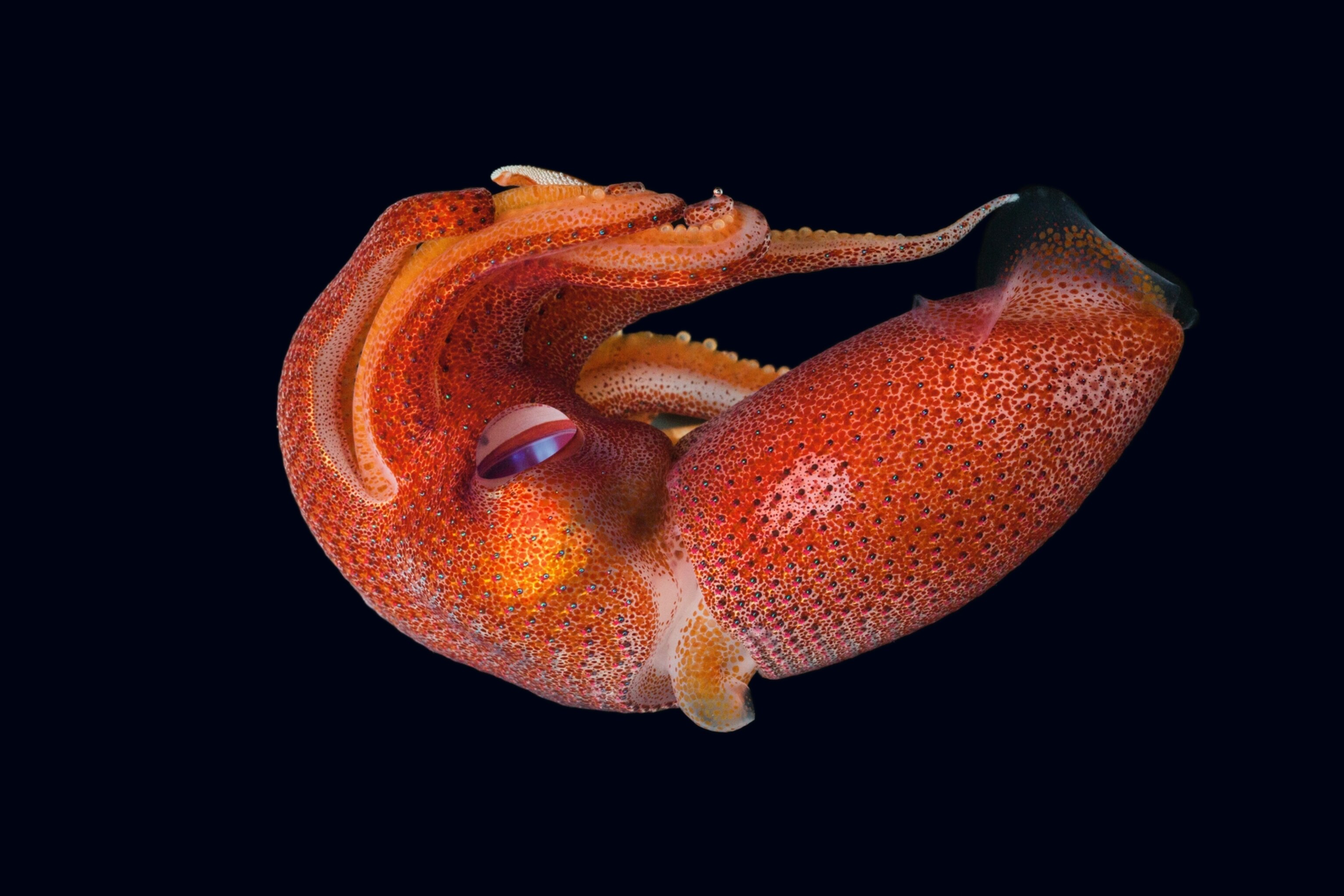 Inside the Eye: Nature’s Most Exquisite Creation