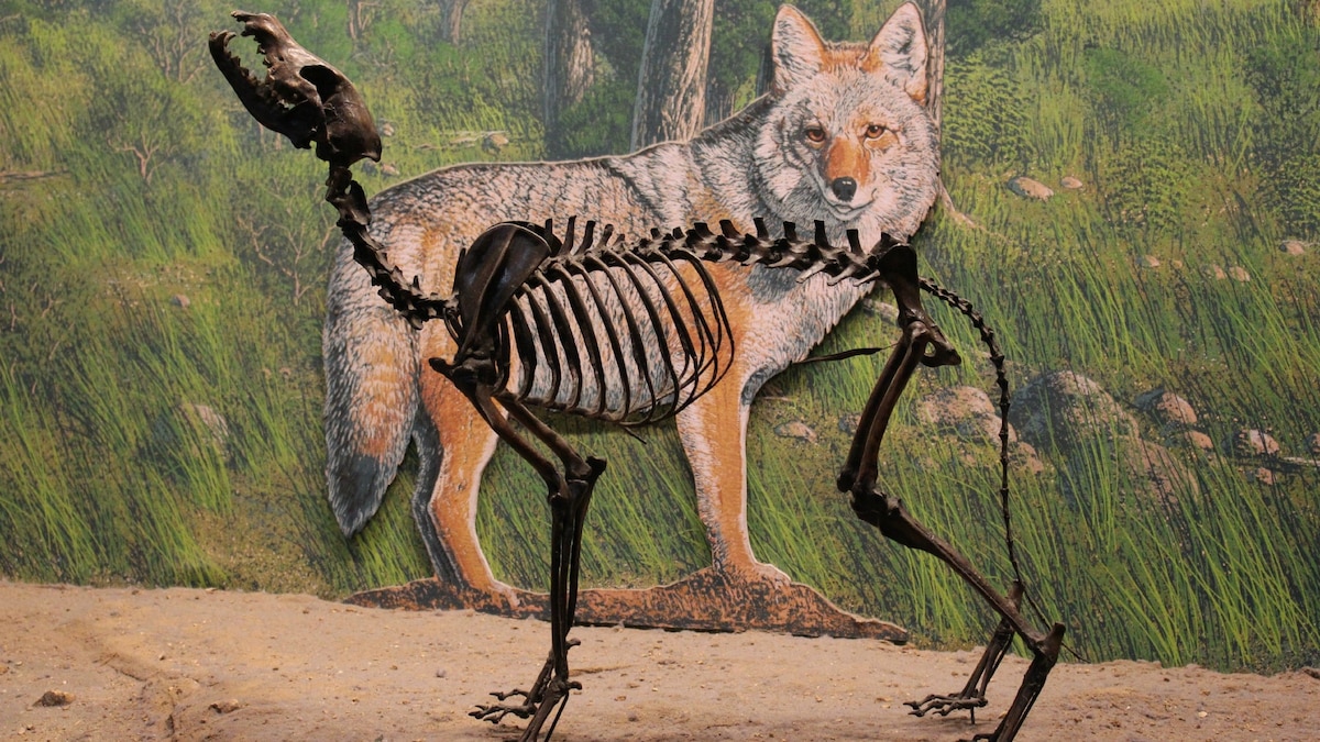 How Extinction Changed the Coyote | National Geographic