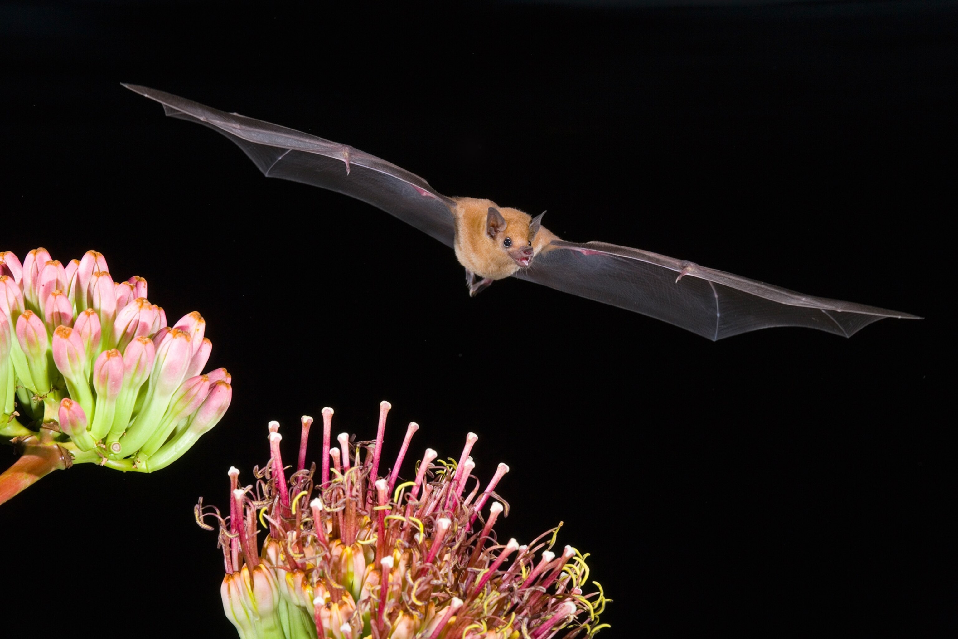 Light pollution hurts urban bats. Trees can help.