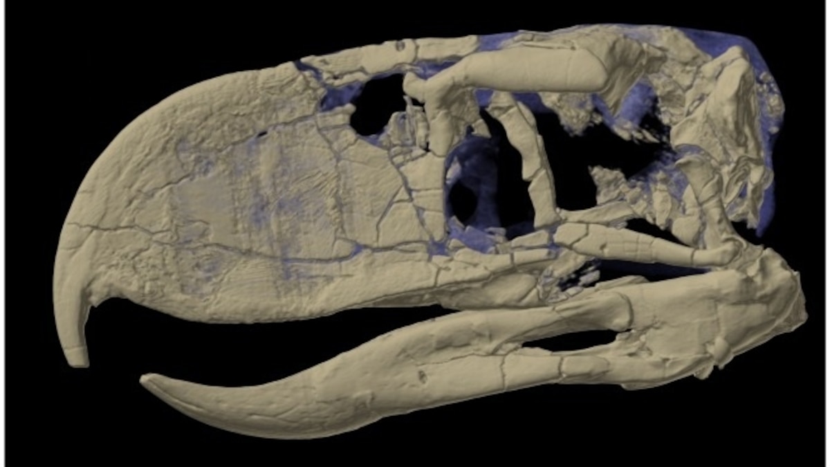 Transatlantic Terror Birds | National Geographic