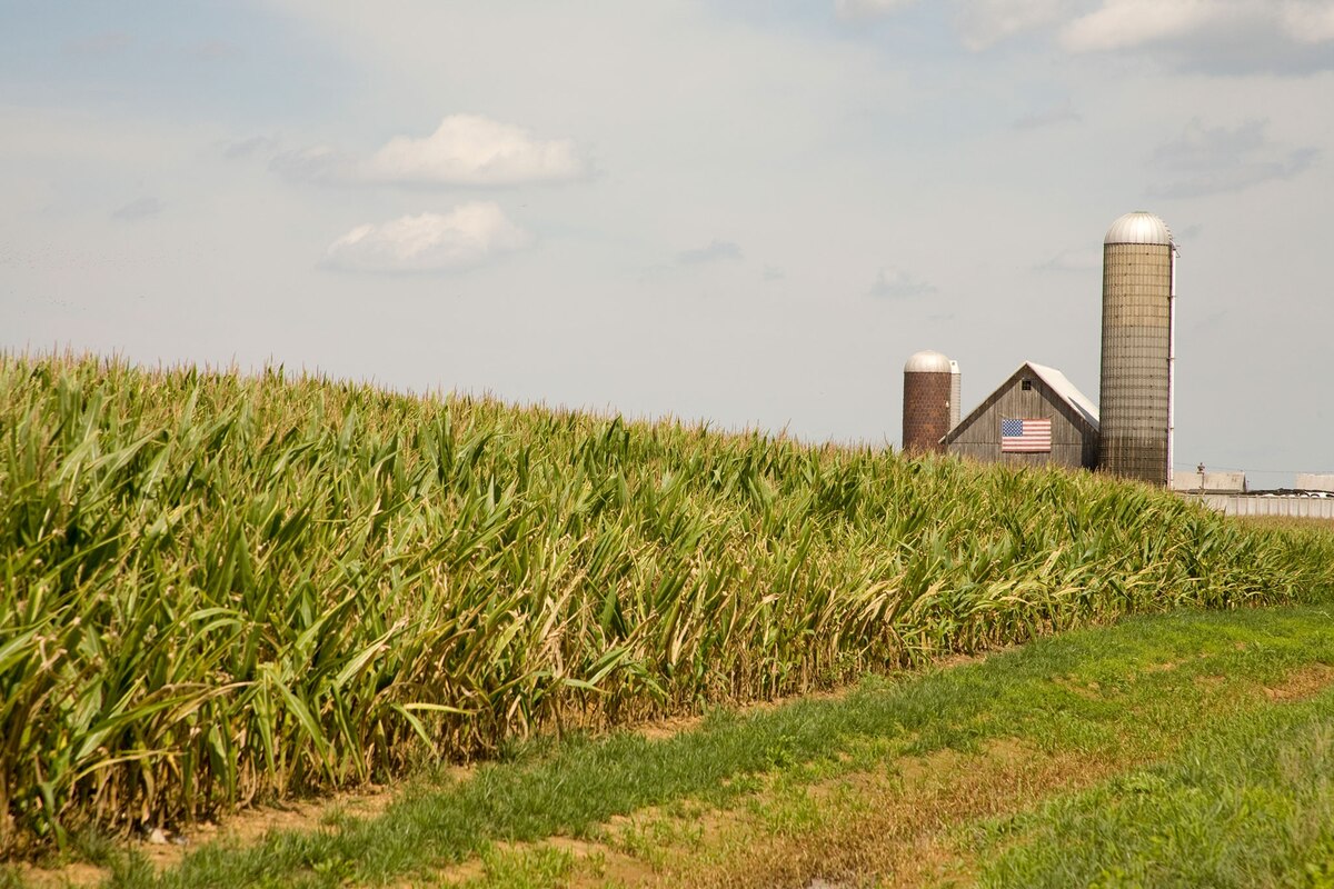 Do Corn Subsidies Really Make Us Fat?