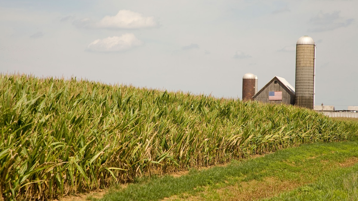 Do Corn Subsidies Really Make Us Fat? | National Geographic
