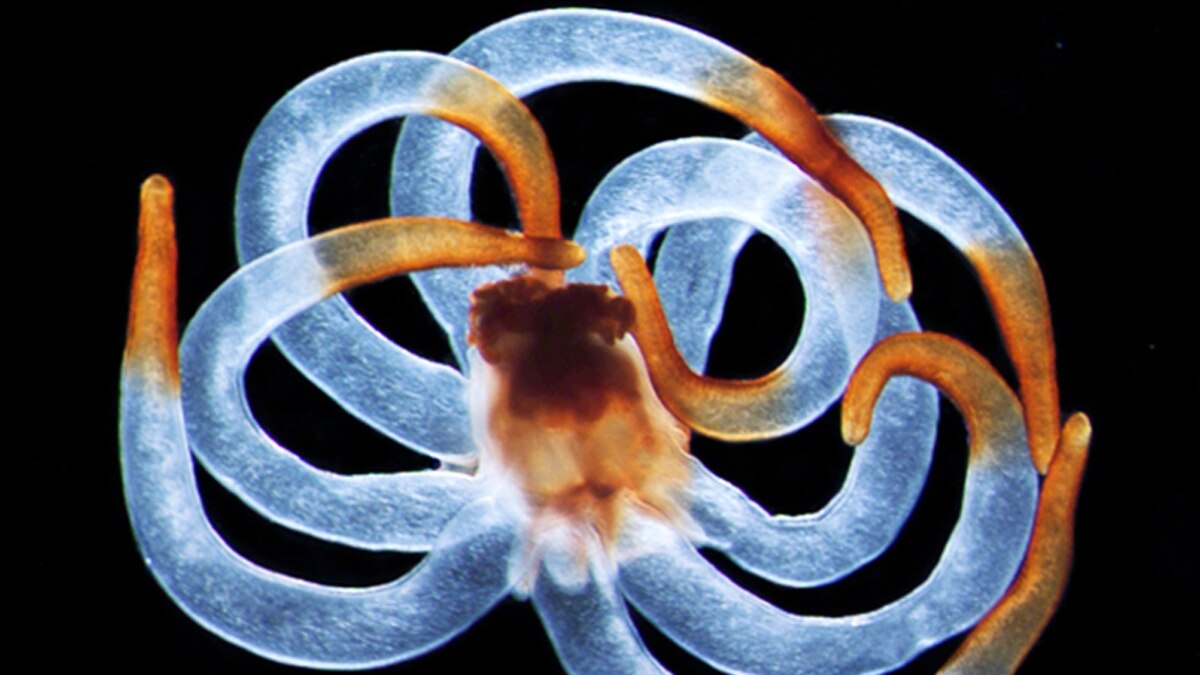 Pictures: Hard-to-See Sea Creatures Revealed