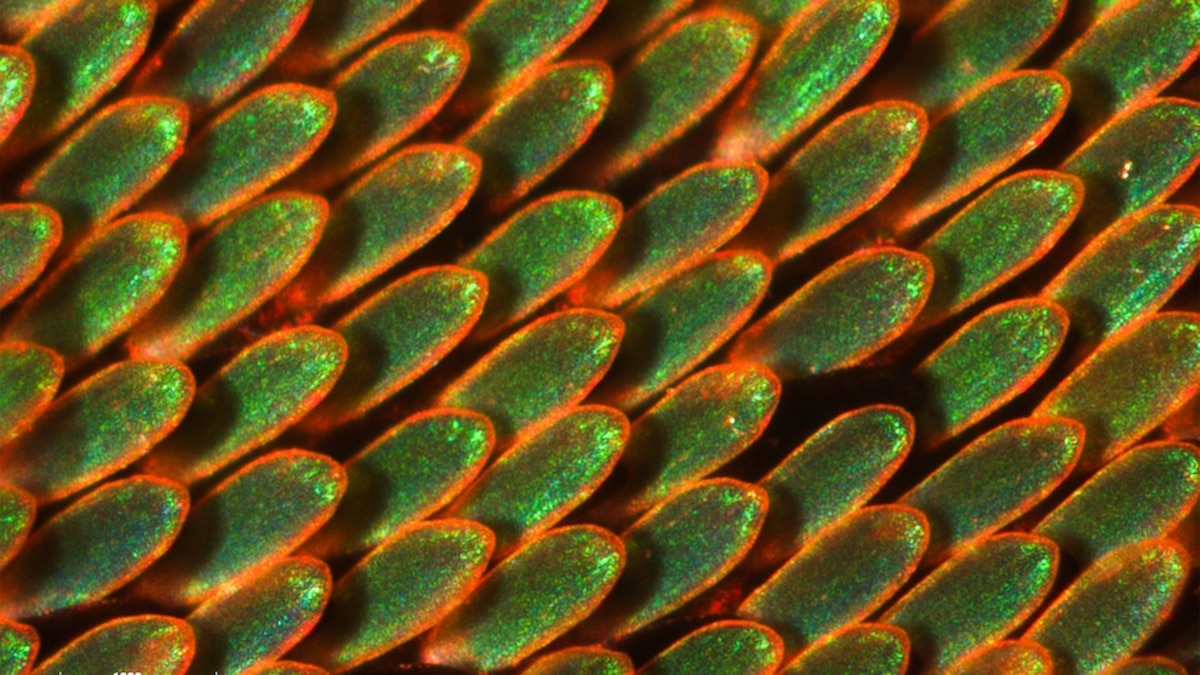 Pictures: Butterfly Wing Colors Imaged in 3-D | National Geographic