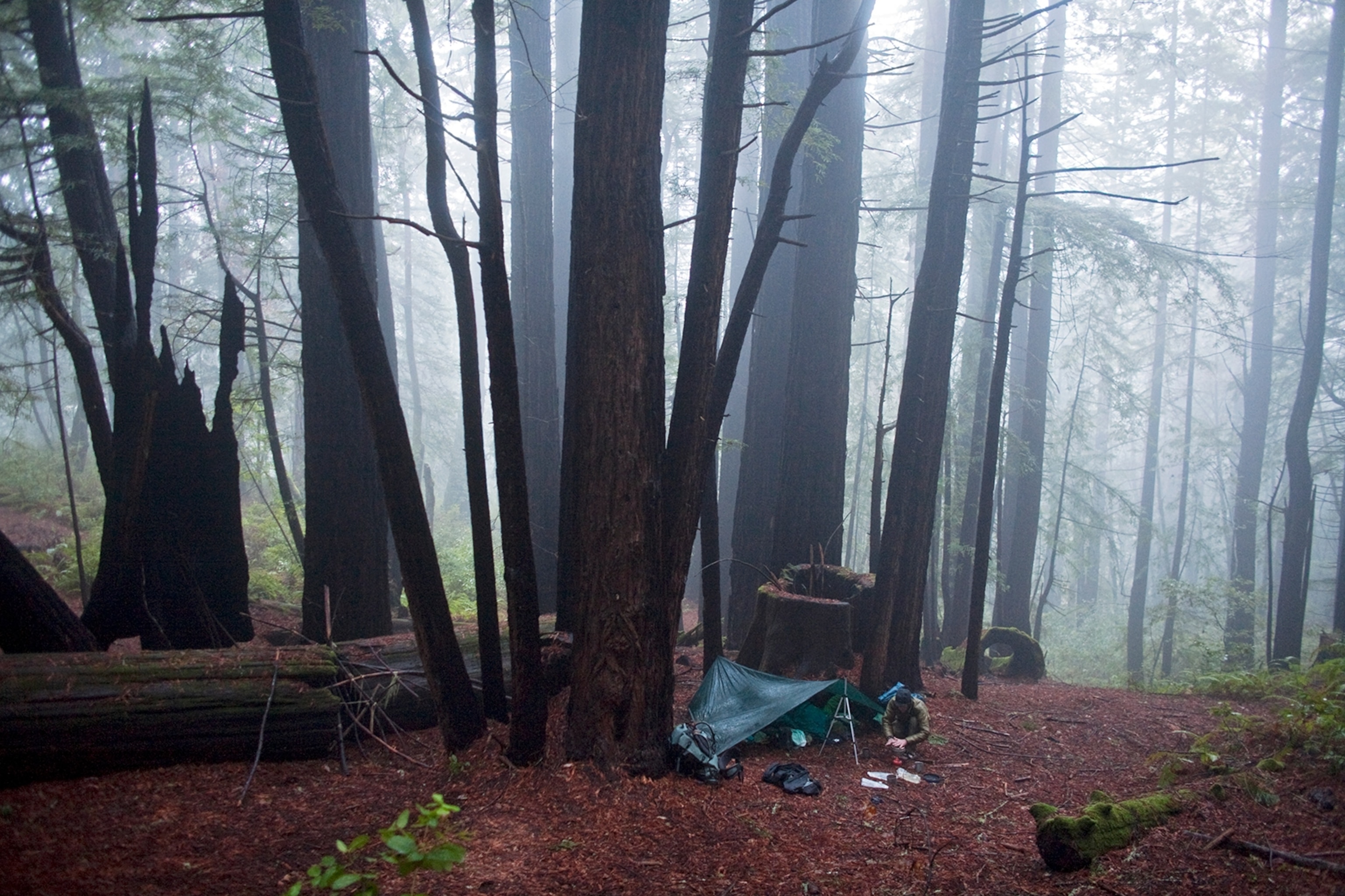 The Redwoods Point the Way