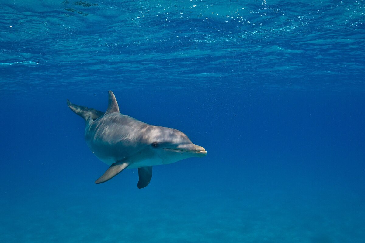 Florida's Bottlenose Dolphins Exposed to Chemicals From Plastics