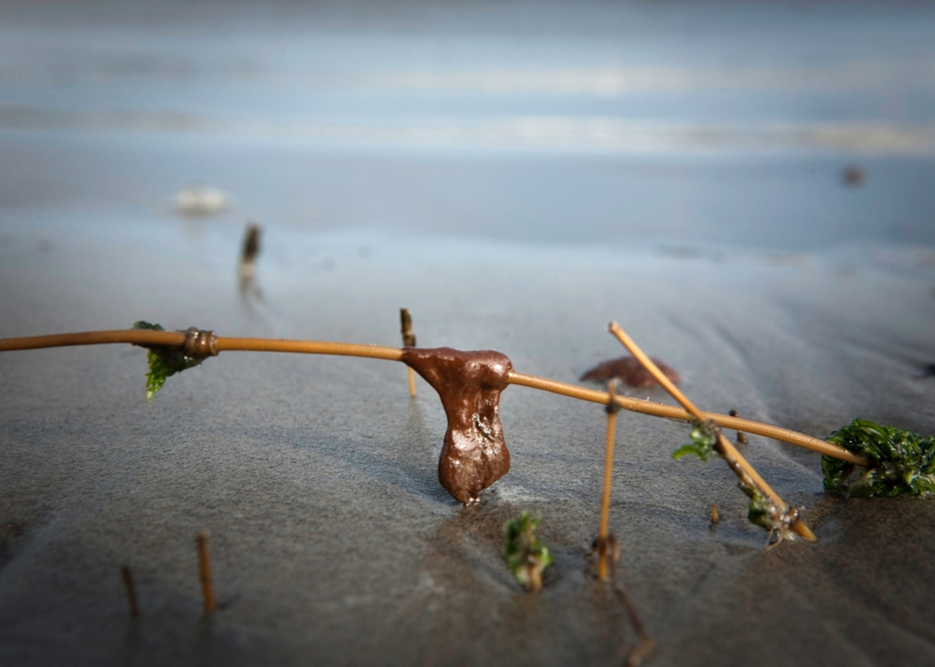 Pictures: Heavy Oil Seeping Into Louisiana Marshes | National Geographic