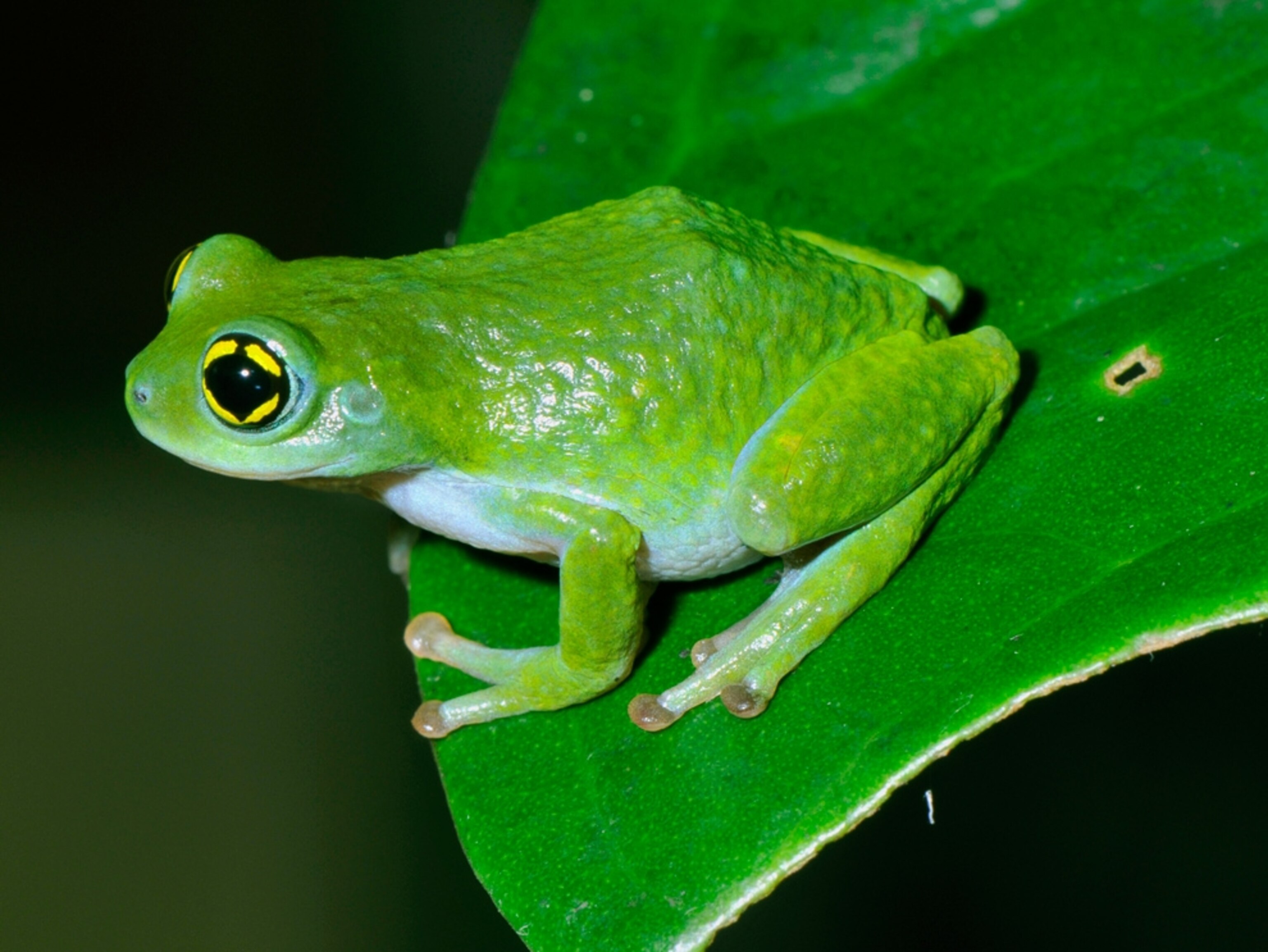 Photos: Bubble-nest Frog, Other "Extinct" Species Found