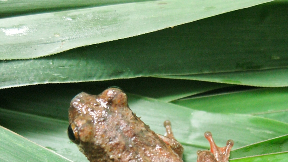 Pictures: "Extinct" Frogs, Salamander Found | National Geographic