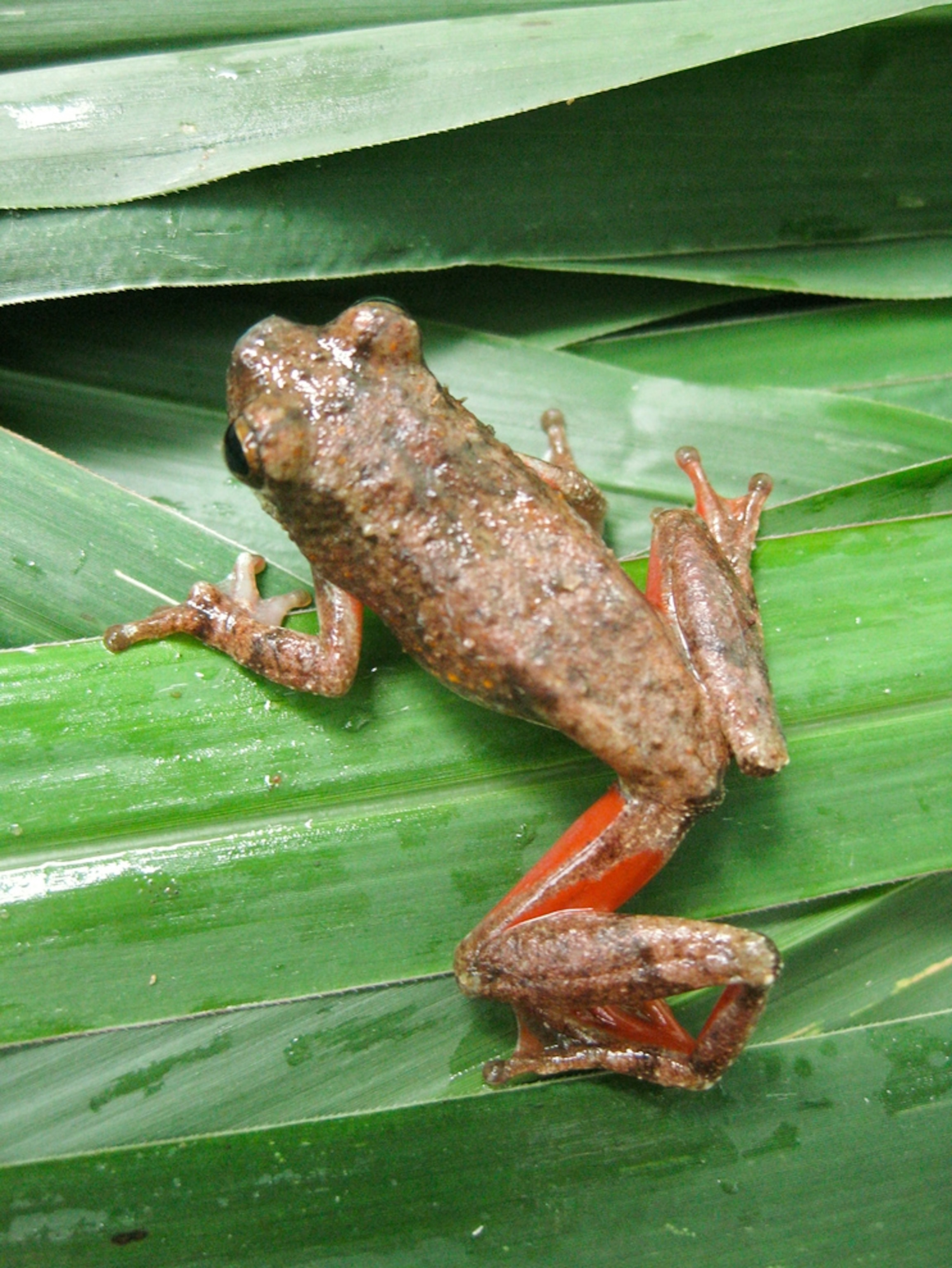 Pictures: "Extinct" Frogs, Salamander Found