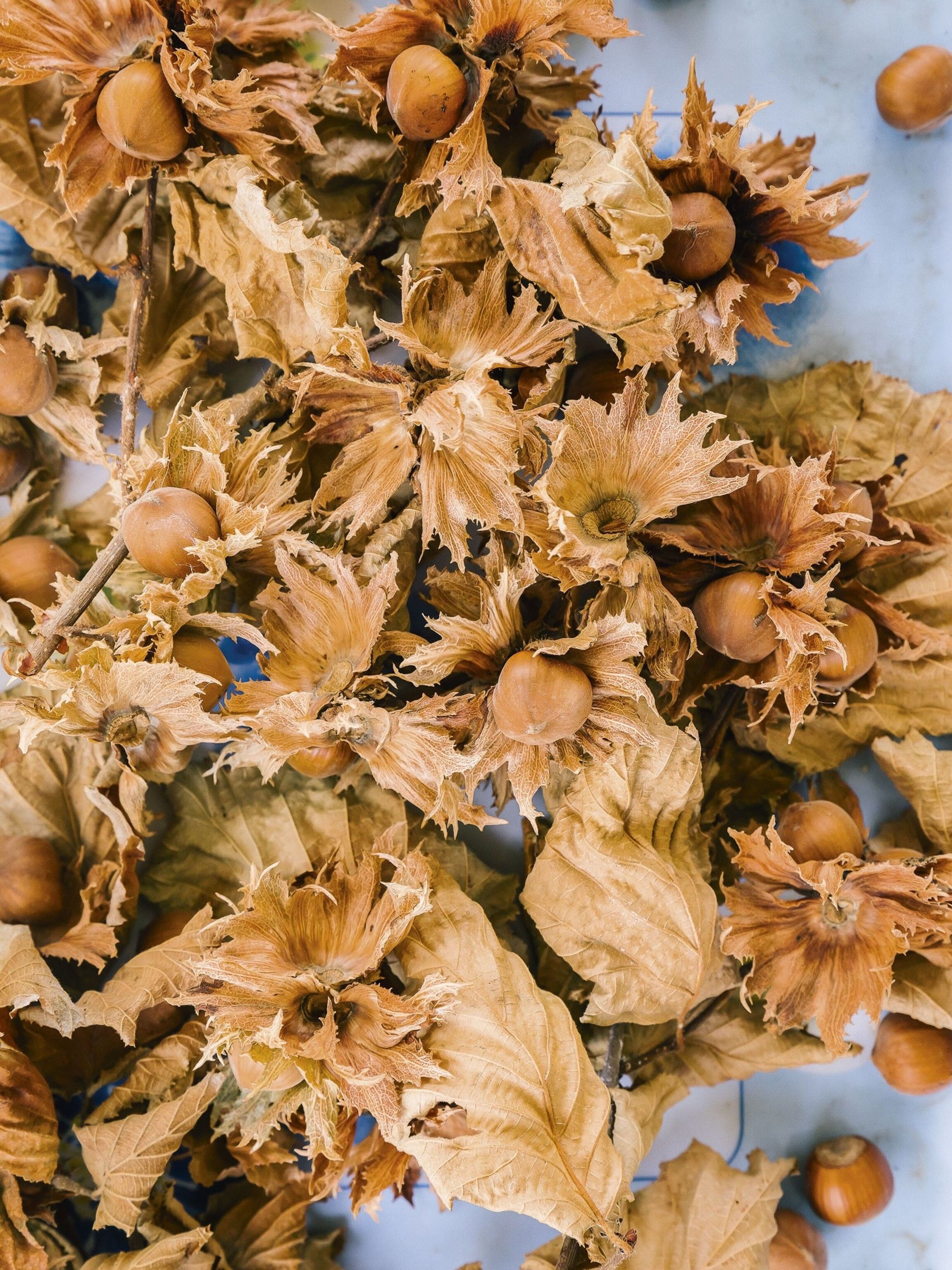 Photo story: the story behind the hazelnuts of Piedmont, Italy