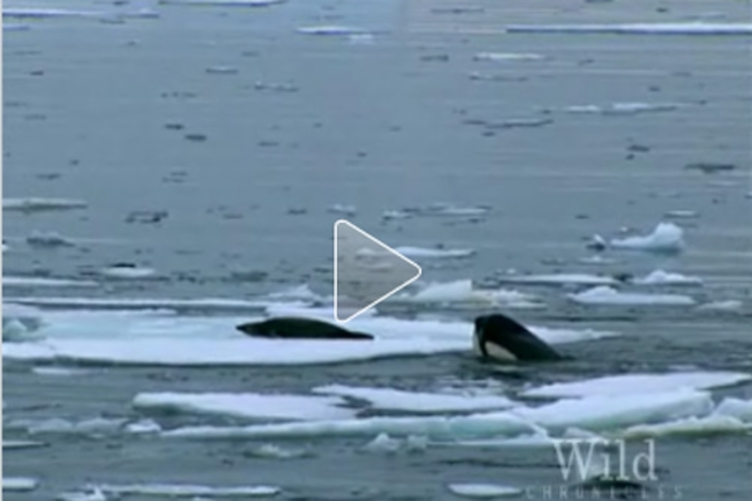 Adventure Video: Killer Whales’ Cunning Seal Hunting Technique