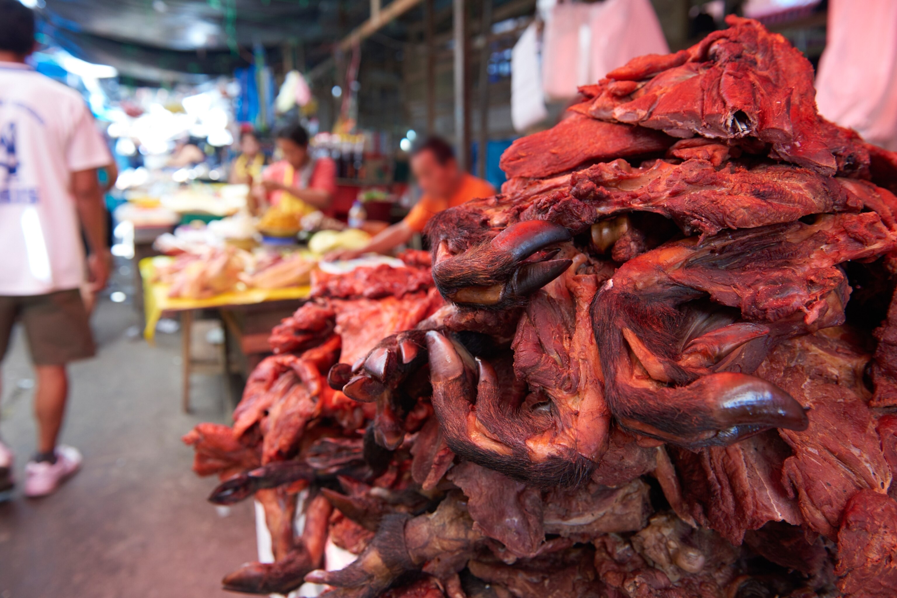 Notorious wildlife market, largest in Peruvian Amazon, back in business ...