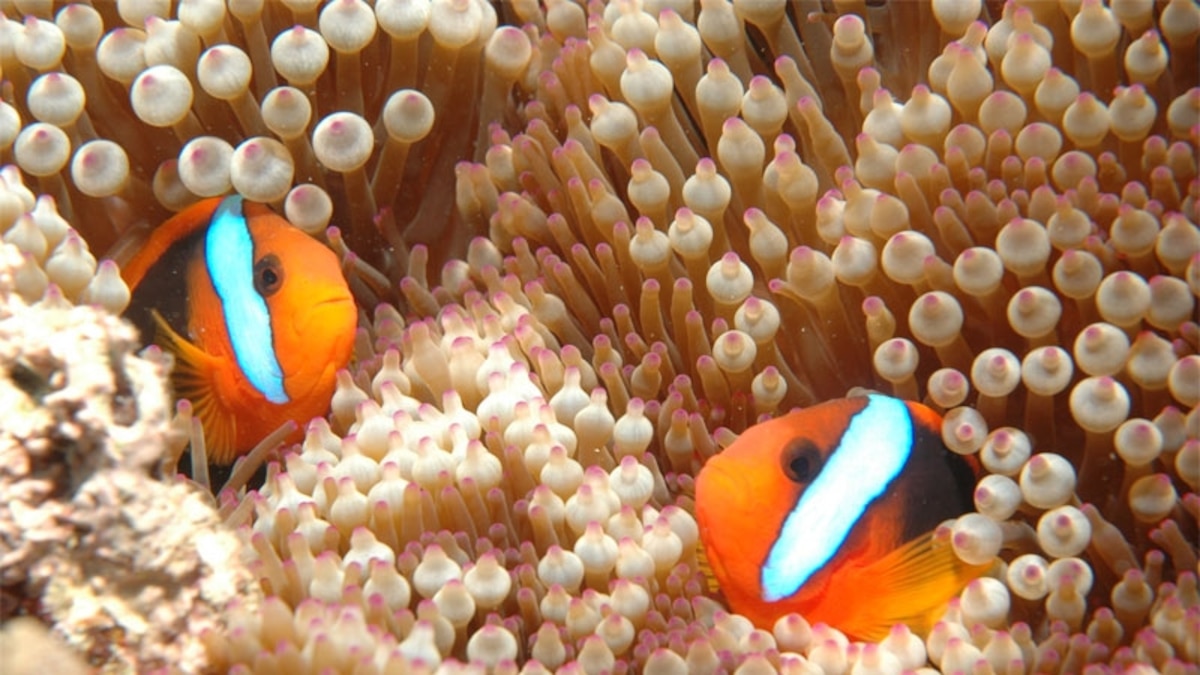 Clownfish Help Their Anemones to Breathe at Night | National Geographic