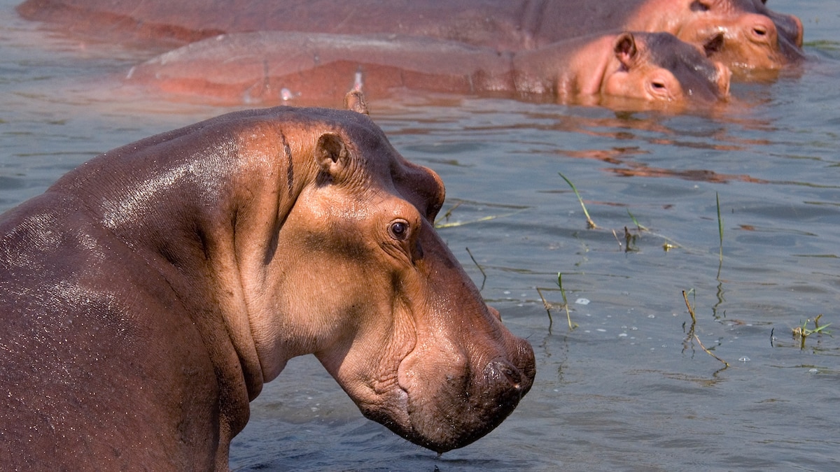 Hippos had found refuge in Uganda’s national parks. But that may be ...