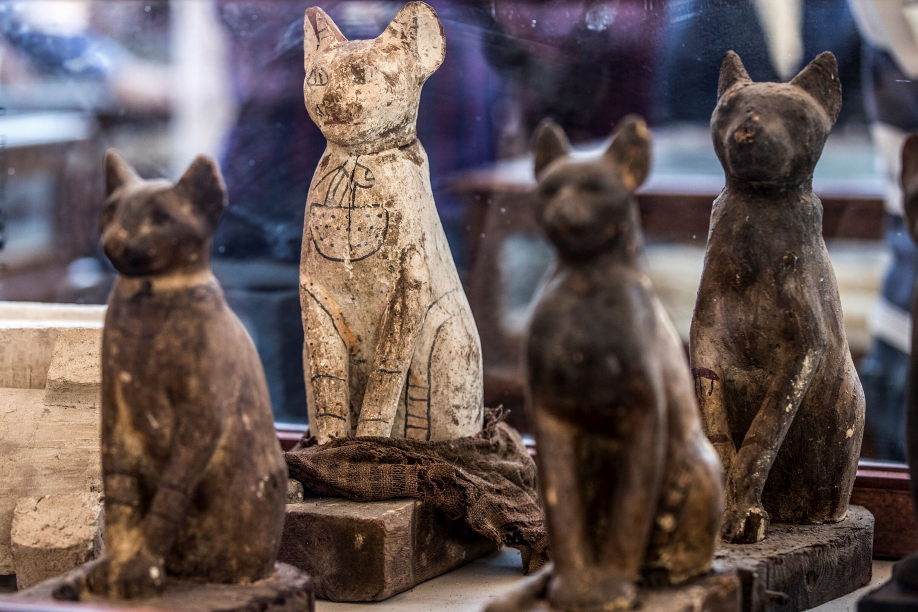 Very rare lion mummies discovered in Egypt